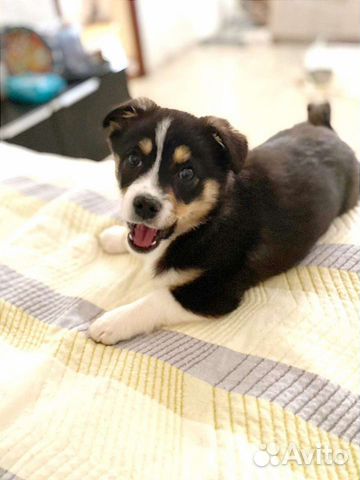 Фанни в дар