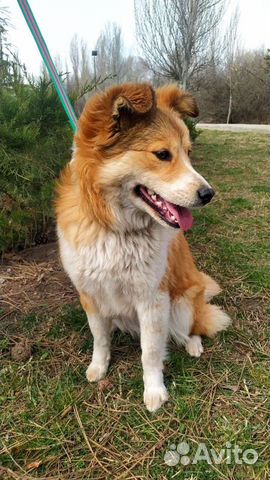 Друг в семью