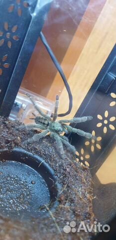 Тринидадский шеврон (Psalmopoeus cambridgei )