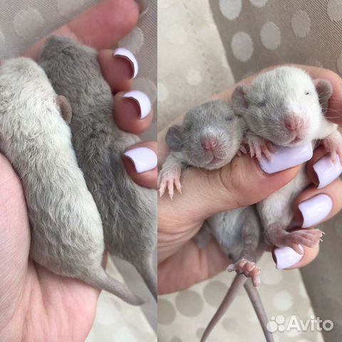 Крысята дамбо мальчики вельветины