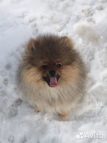 Померанский шпиц мини девочка