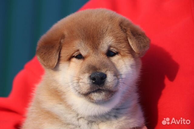 Щенки породы Сиба ину мальчики чисто рыжего окраса