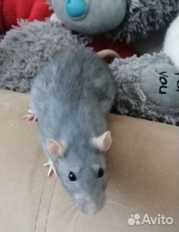 Декоративная крыса