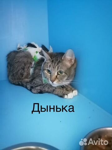 Кошка дынька в добрые ручки