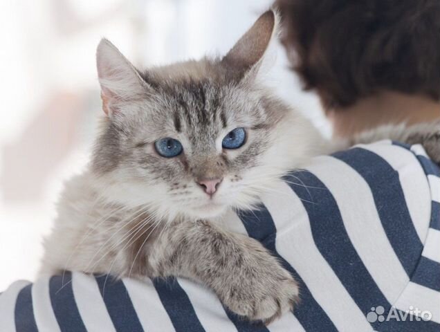 Кошка сирота Алиса «невская маскарадная» в дар