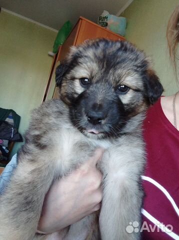 Щенок дворняжки девочка 1 м