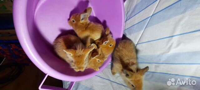 Крольчата месячные карликовые