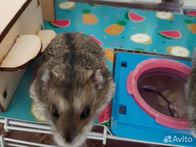 Джунгарский хомяк девочка