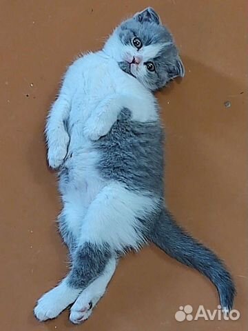 Британец котик вислоухий