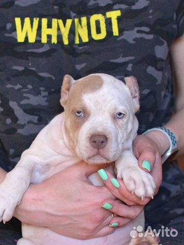 Американский Булли девочка Стандарт