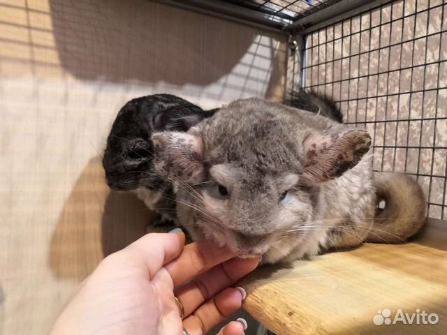 Шиншиллы бесплатно