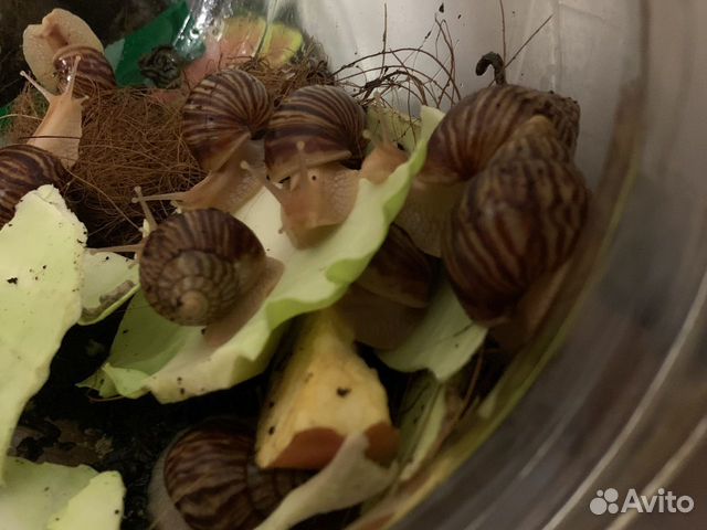 Улитки ахатины