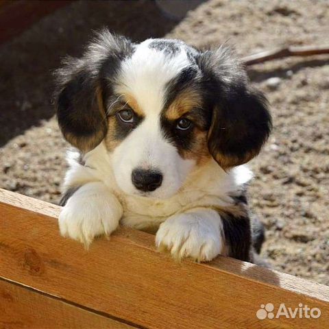 Вельш-корги кардиган девочки флаффи