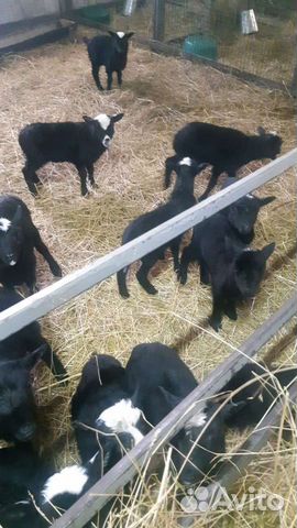 Ягнята романовской породы