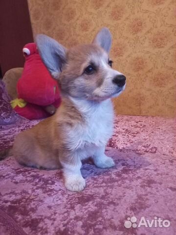 Девочка корги пемброк с родословной