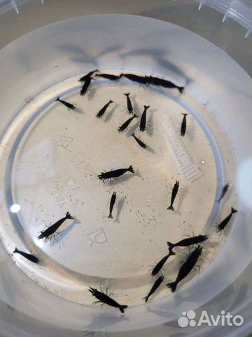 Выбраковка креветок blue dream(бронь Олег)