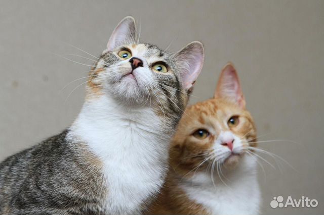 В добрые руки