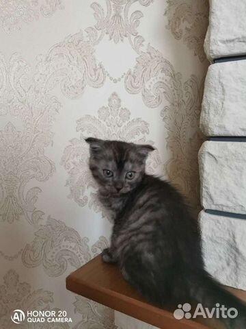 Шатланские котята