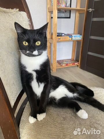 Кошечка Кузя