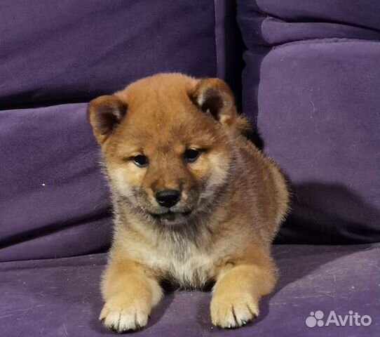Сиба ину - рыжулька
