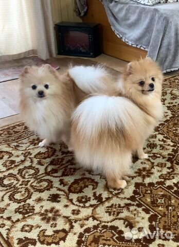 Подрощенные щенки шпица мальчики