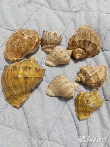 Ракушка морская 8 шт