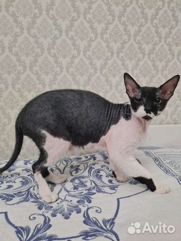 Кошки в добрые руки породистые