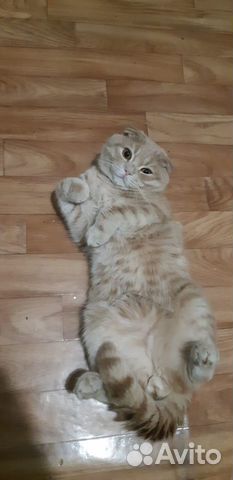 Шотландский кот вязка