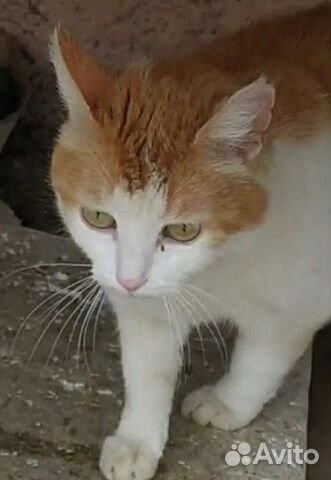 Ручная,молоденькая рыжая ласкуша хочет к человеку