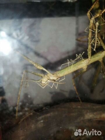 Палочники аннамские