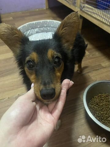 Собака
