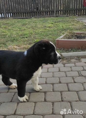 Среднеазиатская овчарка