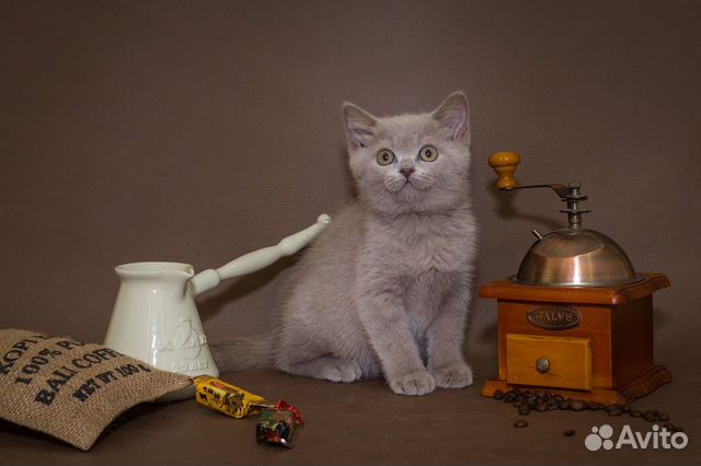 Британские котята лиловые Дина