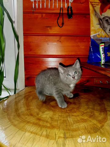 Котята ищут своих Любящих хозяев