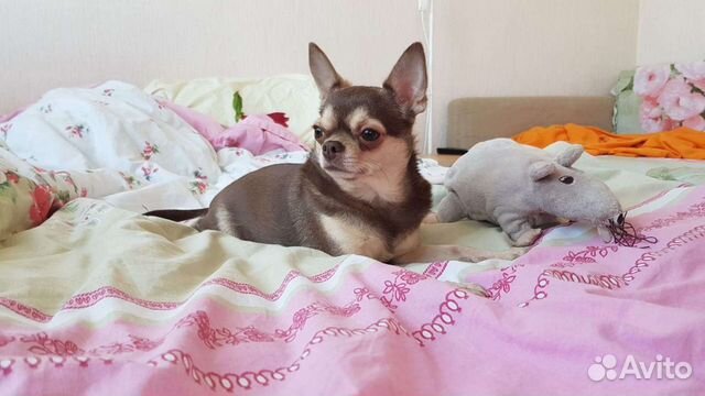 Чихуахуа мини