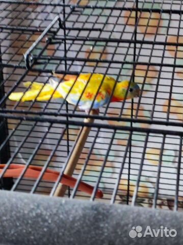 Лазурный попугай