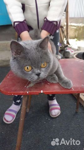 Британская кошка