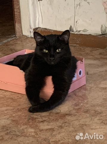 Котята отдам бесплатно