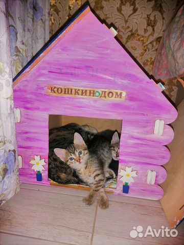 Котята