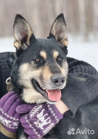 Красавчик Макс ищет дом