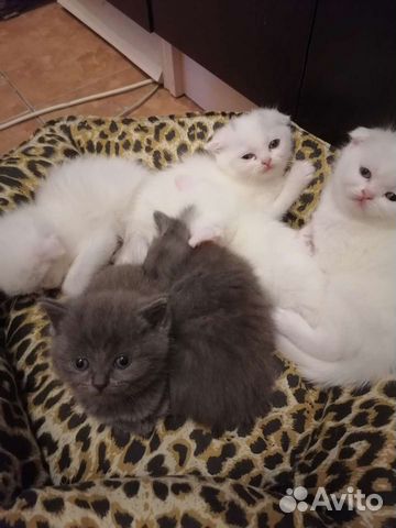 Кошки шотланцы 3000