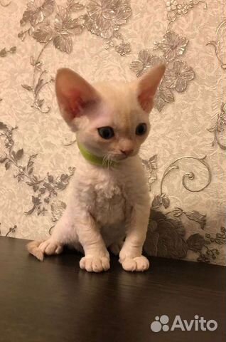 Котята девон-рекс