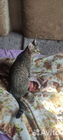 Кошка в дар, котенок, девочка, 8 месяцев