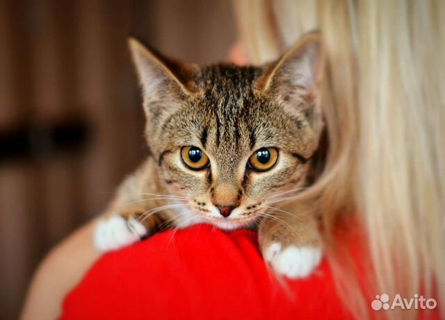 Котенок Феля метис в добрые руки
