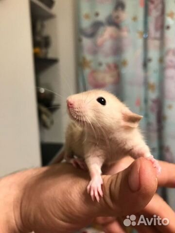 Крыса дамбо