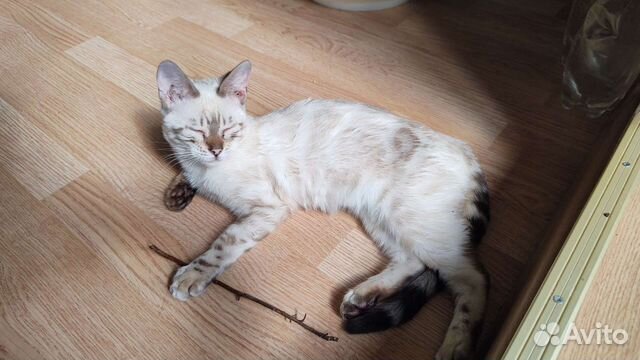 Кошечка для души