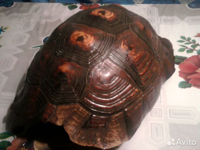 Панцирь черепахи