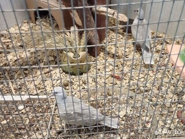 Горлицы Египетские, Смеющиеся