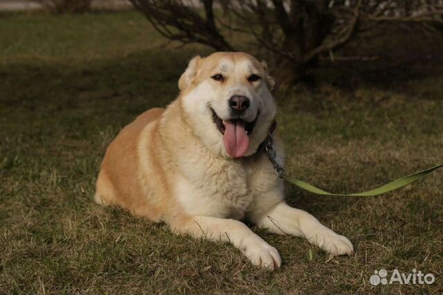 Алиса ищет дом