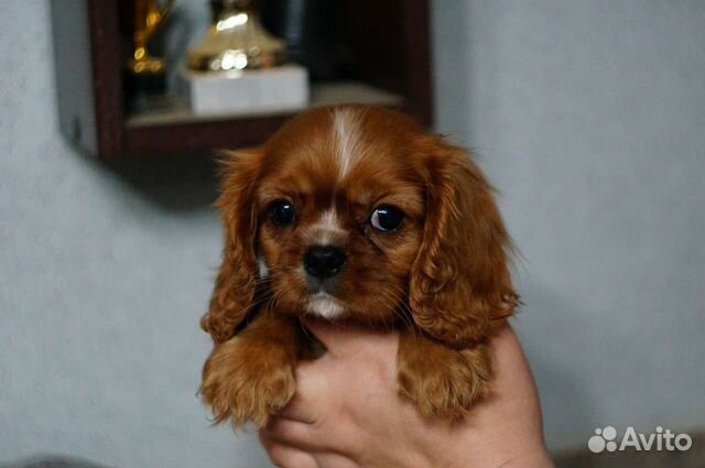 Кавалер кинг чарльз спаниель девочка